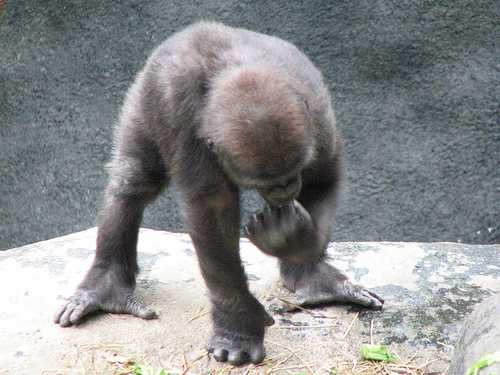 Gorilla Labeled Image Dataset | images.cv