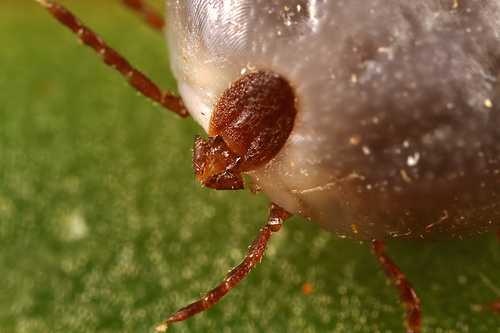 Tick Labeled Image Dataset | images.cv