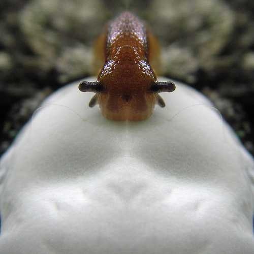 Slug Labeled Image Dataset | images.cv