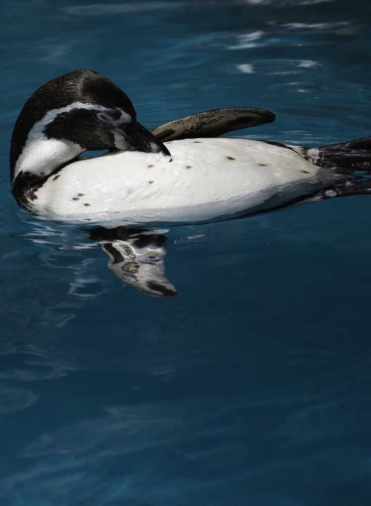 Download Penguin labeled image classifcation dataset labeled image dataset