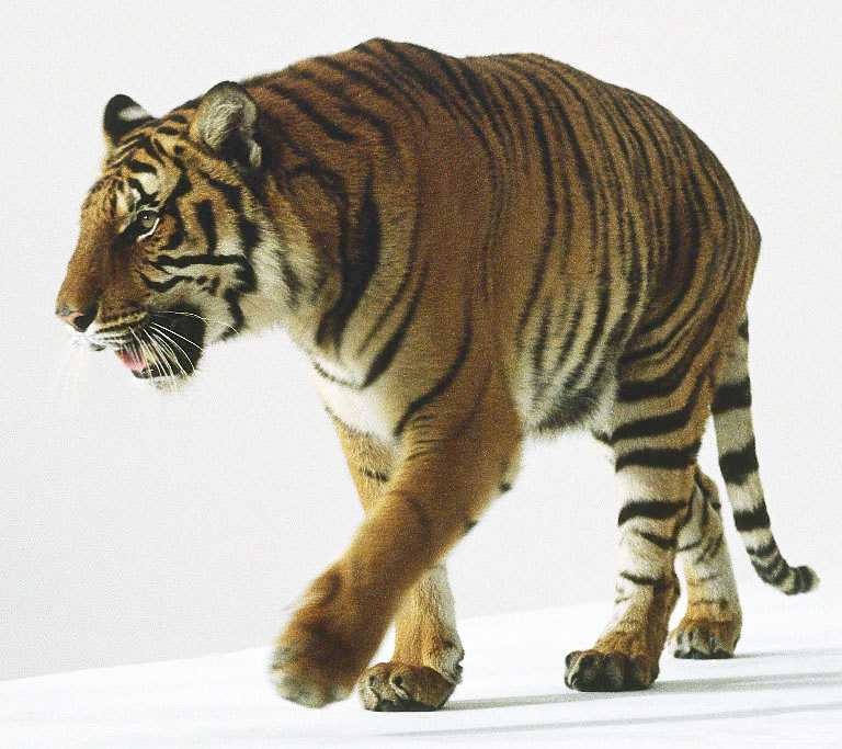 Tiger Labeled Image Dataset | images.cv