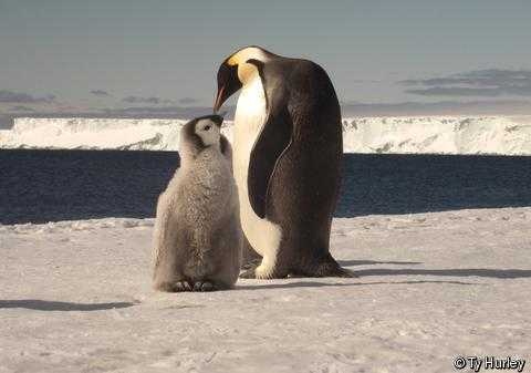 Penguin labeled image dataset | images.cv