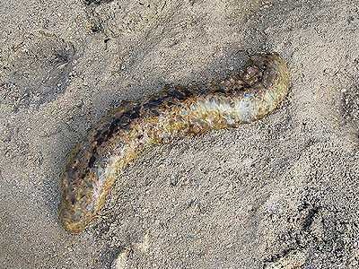 Sea cucumber Labeled Image Dataset | images.cv