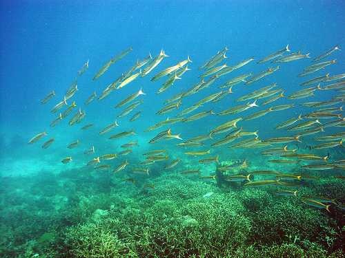 Coral reef Labeled Image Dataset | images.cv