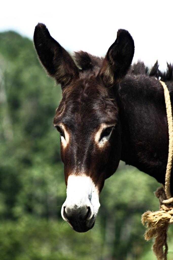 Mule Labeled Image Dataset | images.cv