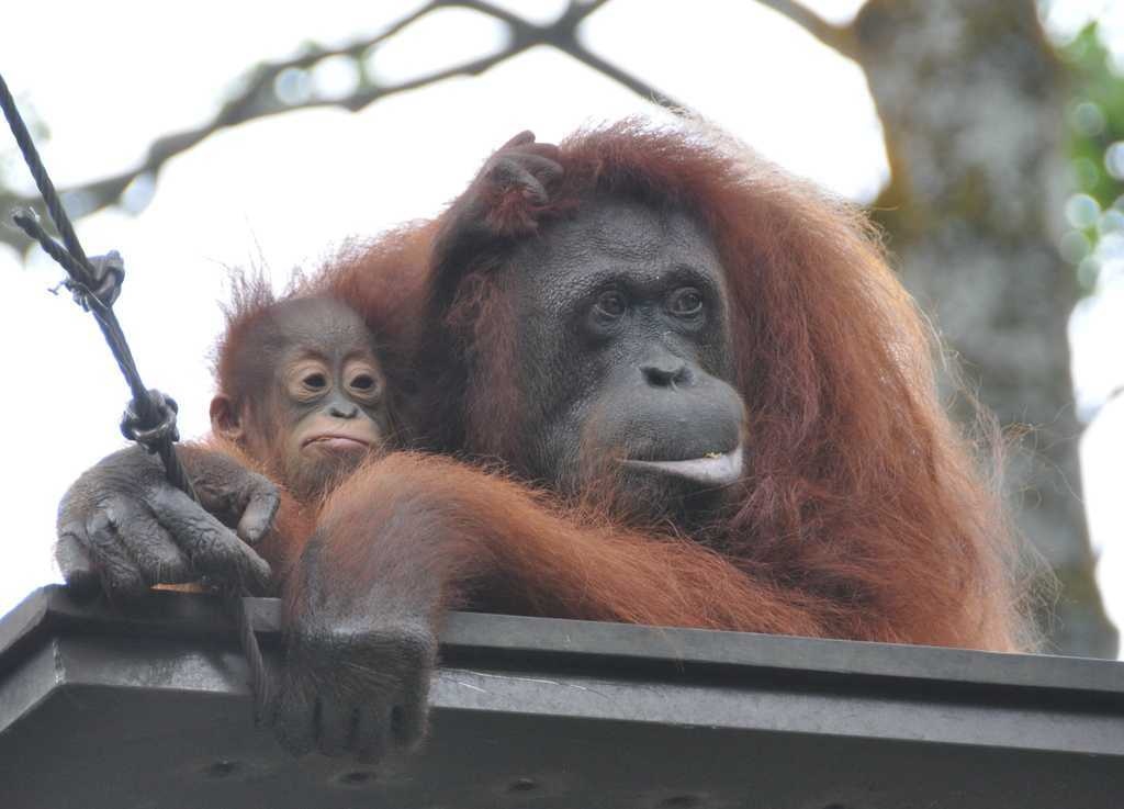 Monkey Labeled Image Dataset | images.cv