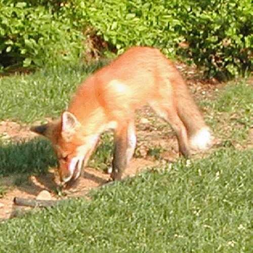 Red fox Labeled Image Dataset | images.cv
