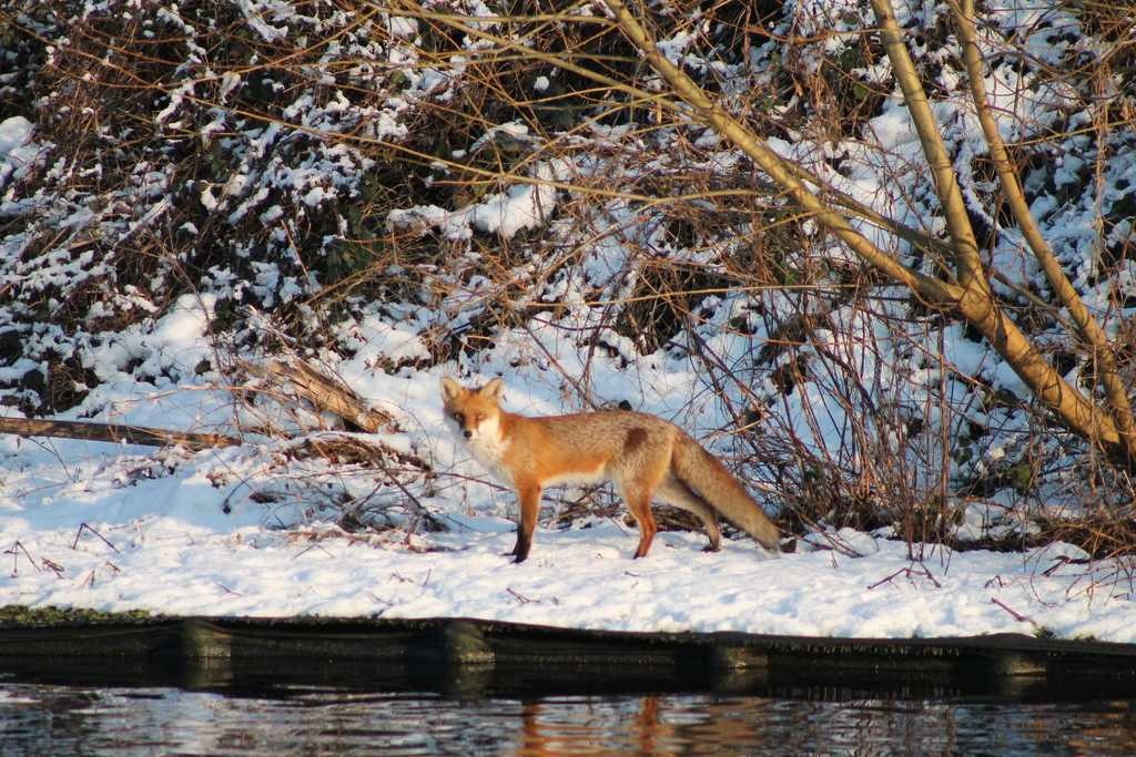Fox Labeled Image Dataset | images.cv