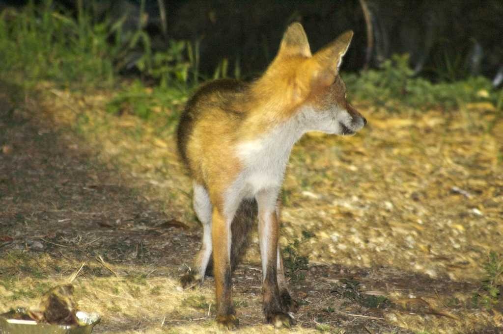 Fox Labeled Image Dataset | images.cv