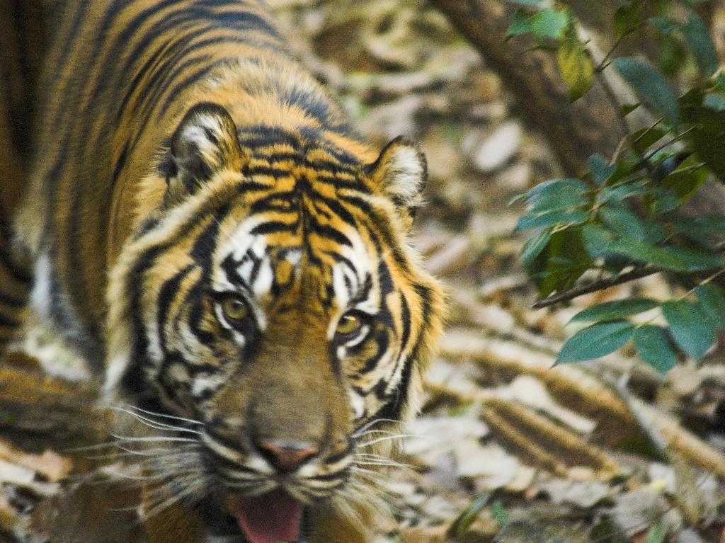 Tiger Labeled Image Dataset | images.cv