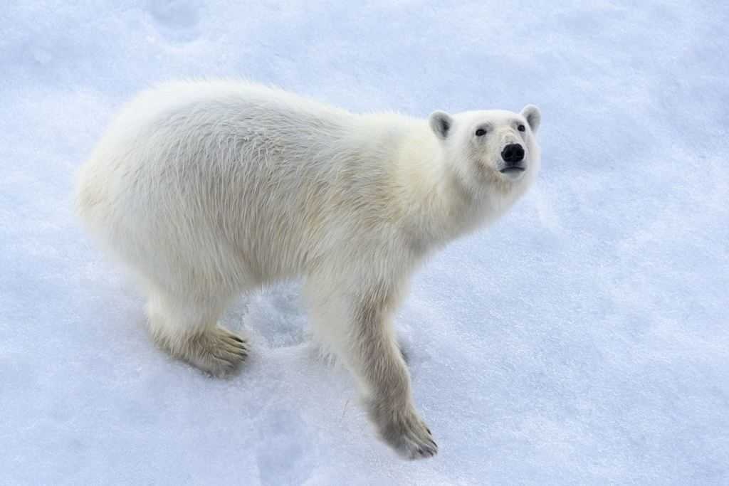 Polar bear Labeled Image Dataset | images.cv