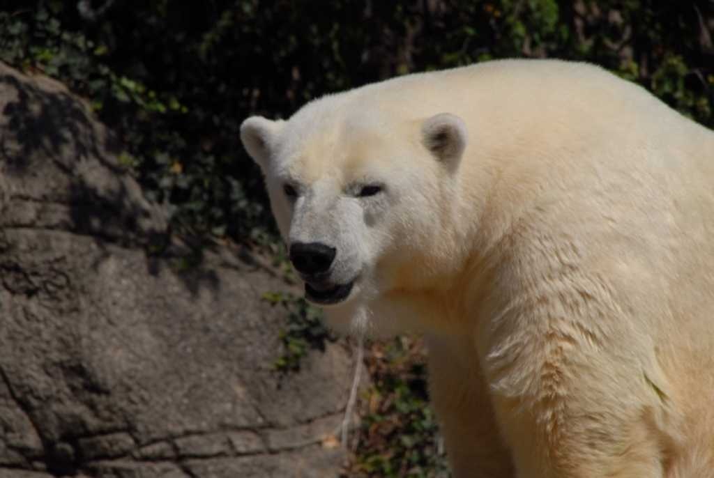 Polar bear Labeled Image Dataset | images.cv
