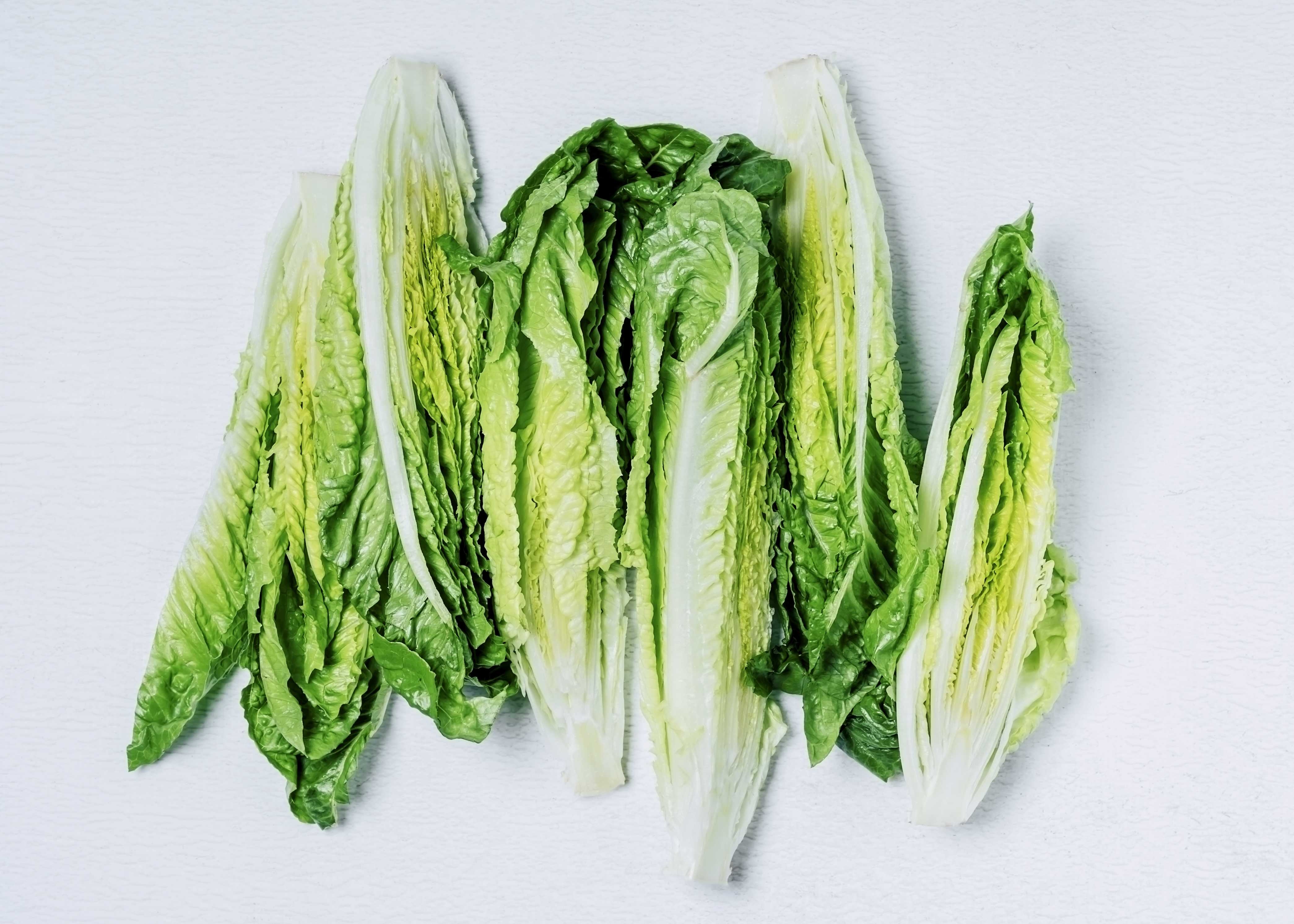 Lettuce Labeled Image Dataset | images.cv