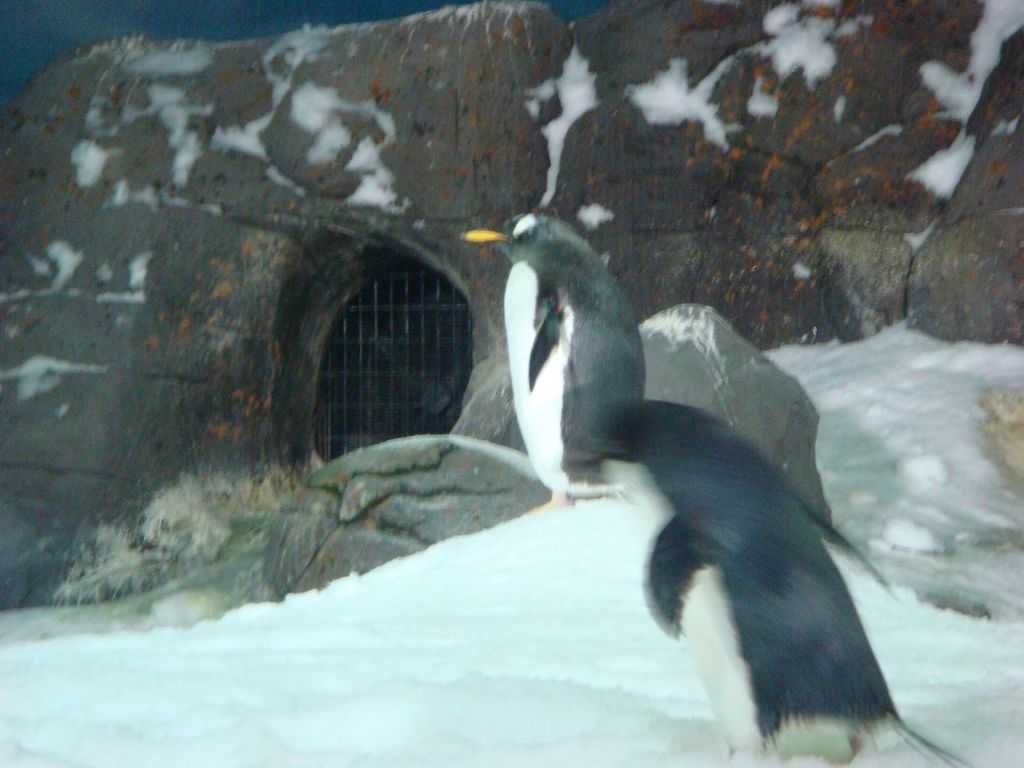 Download Penguin labeled image classifcation dataset labeled image dataset