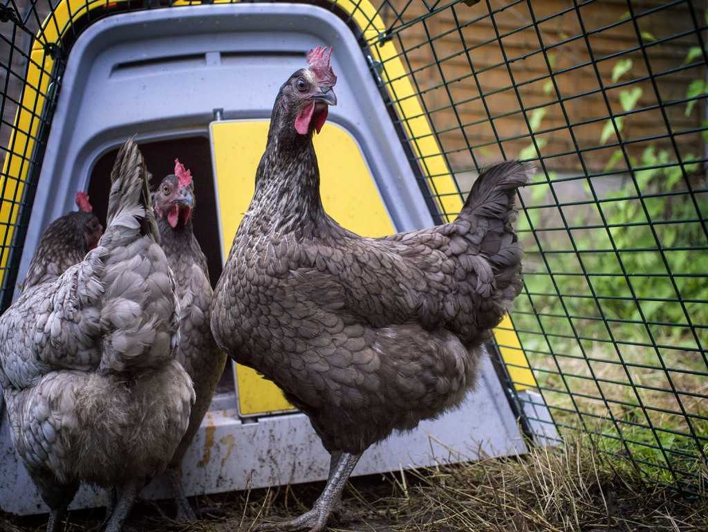 Chicken Labeled Image Dataset | images.cv