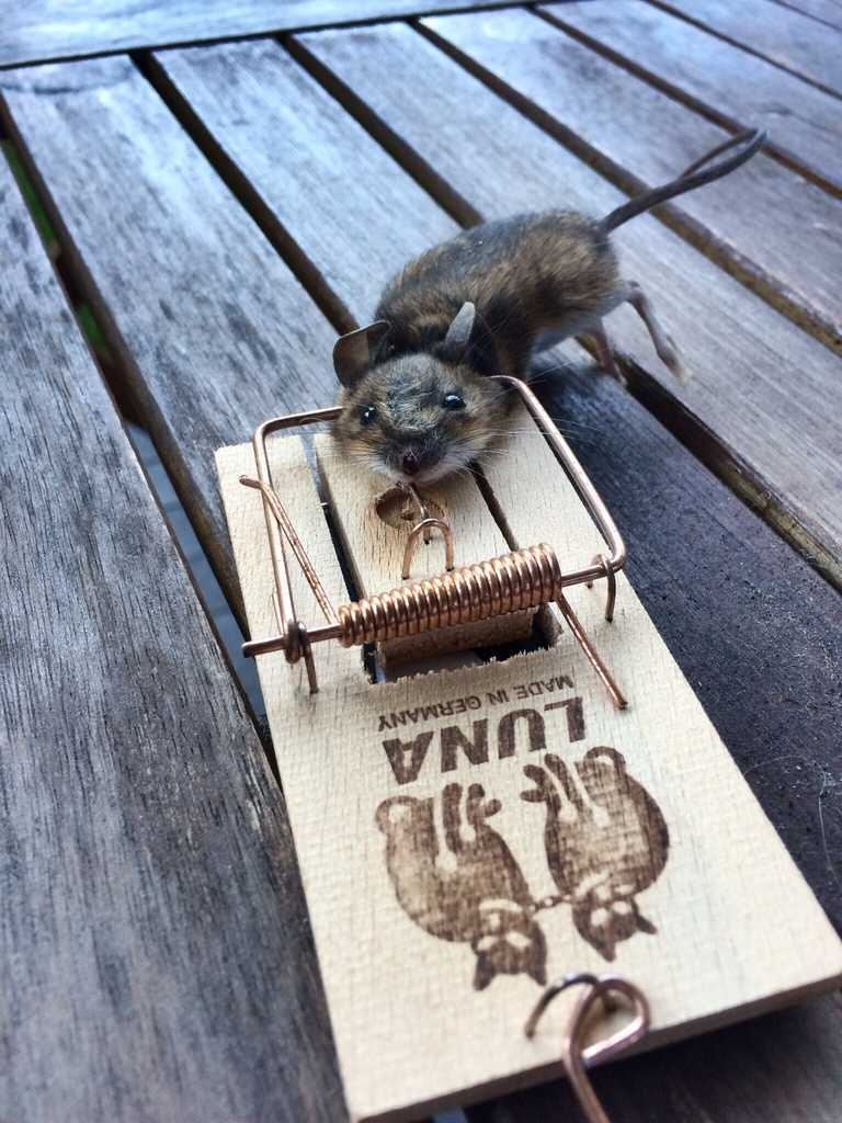 Mouse labeled image dataset | images.cv