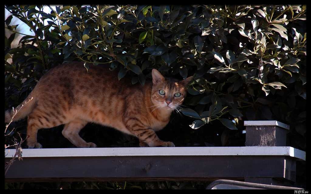 Cat Labeled Image Dataset | images.cv