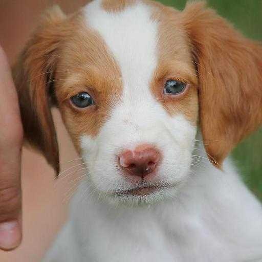 Dog Labeled Image Dataset | images.cv