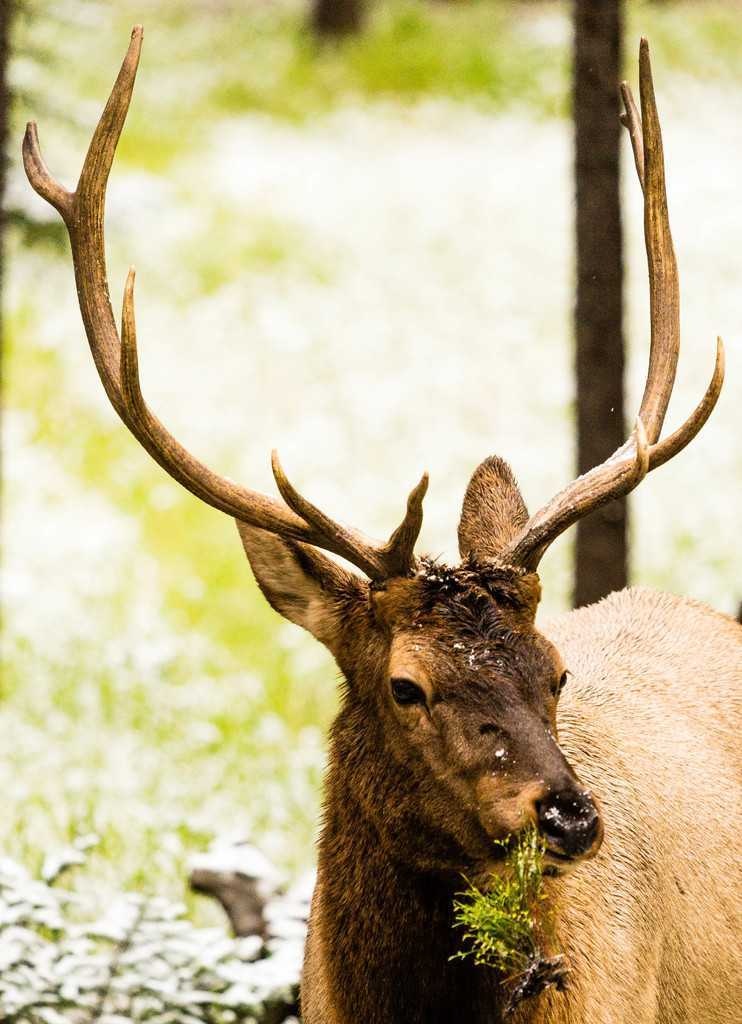 Deer Labeled Image Dataset | images.cv