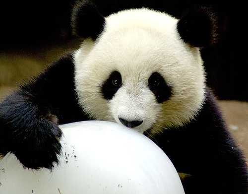 Giant panda labeled image dataset | images.cv