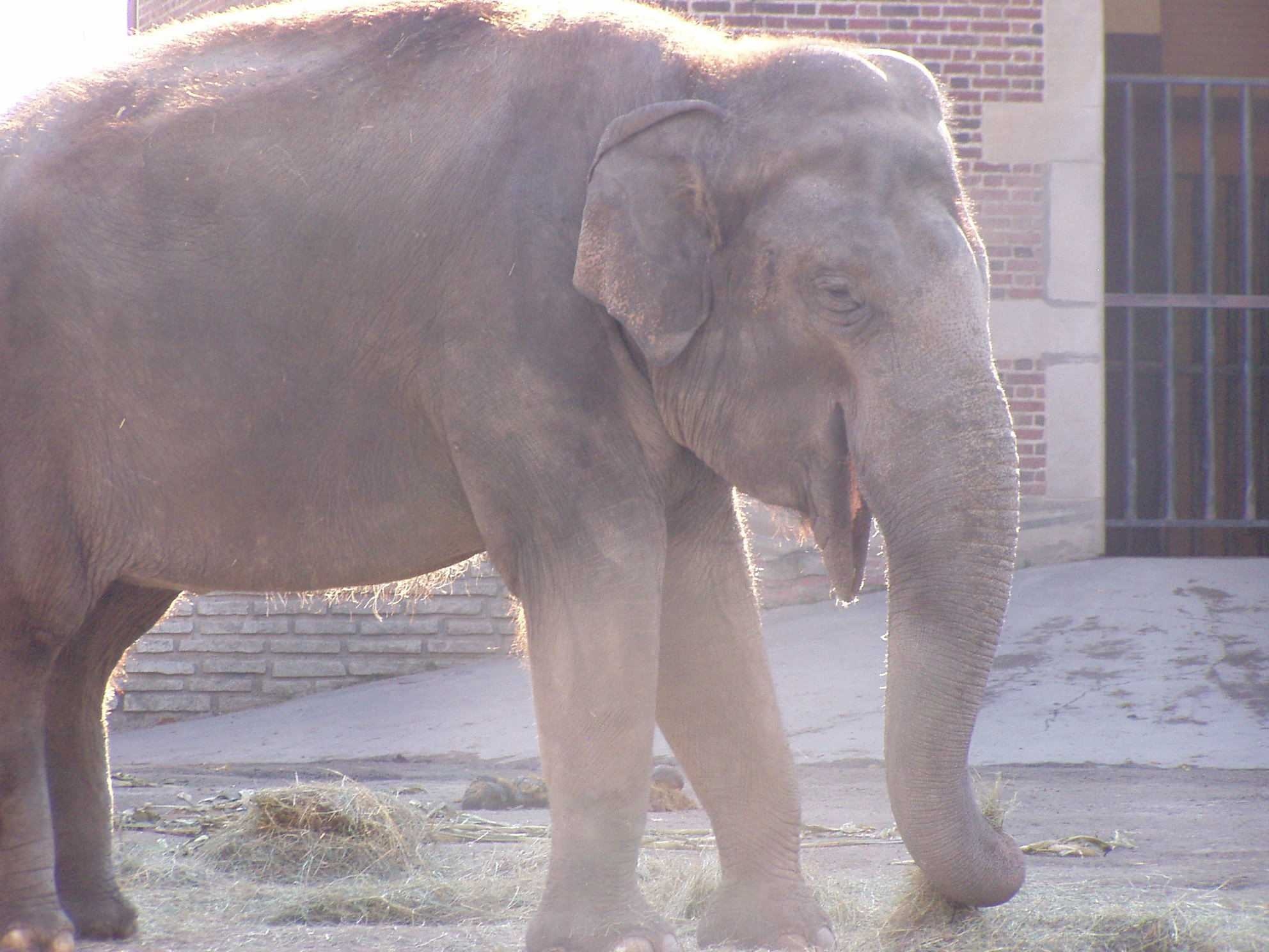 Indian elephant Labeled Image Dataset | images.cv