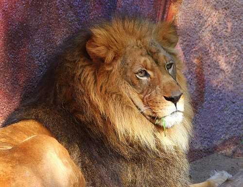 Lion Labeled Image Dataset | images.cv