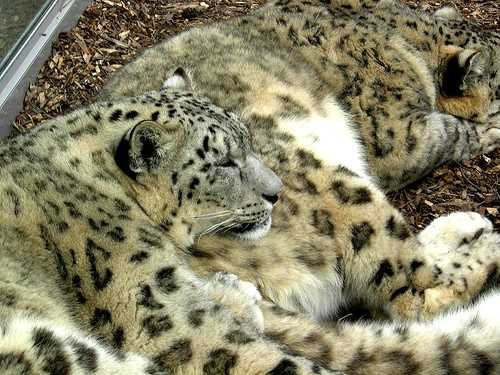 Snow leopard Labeled Image Dataset | images.cv