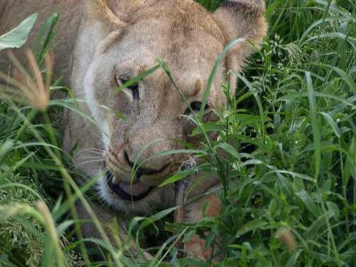 Lion Labeled Image Dataset | images.cv