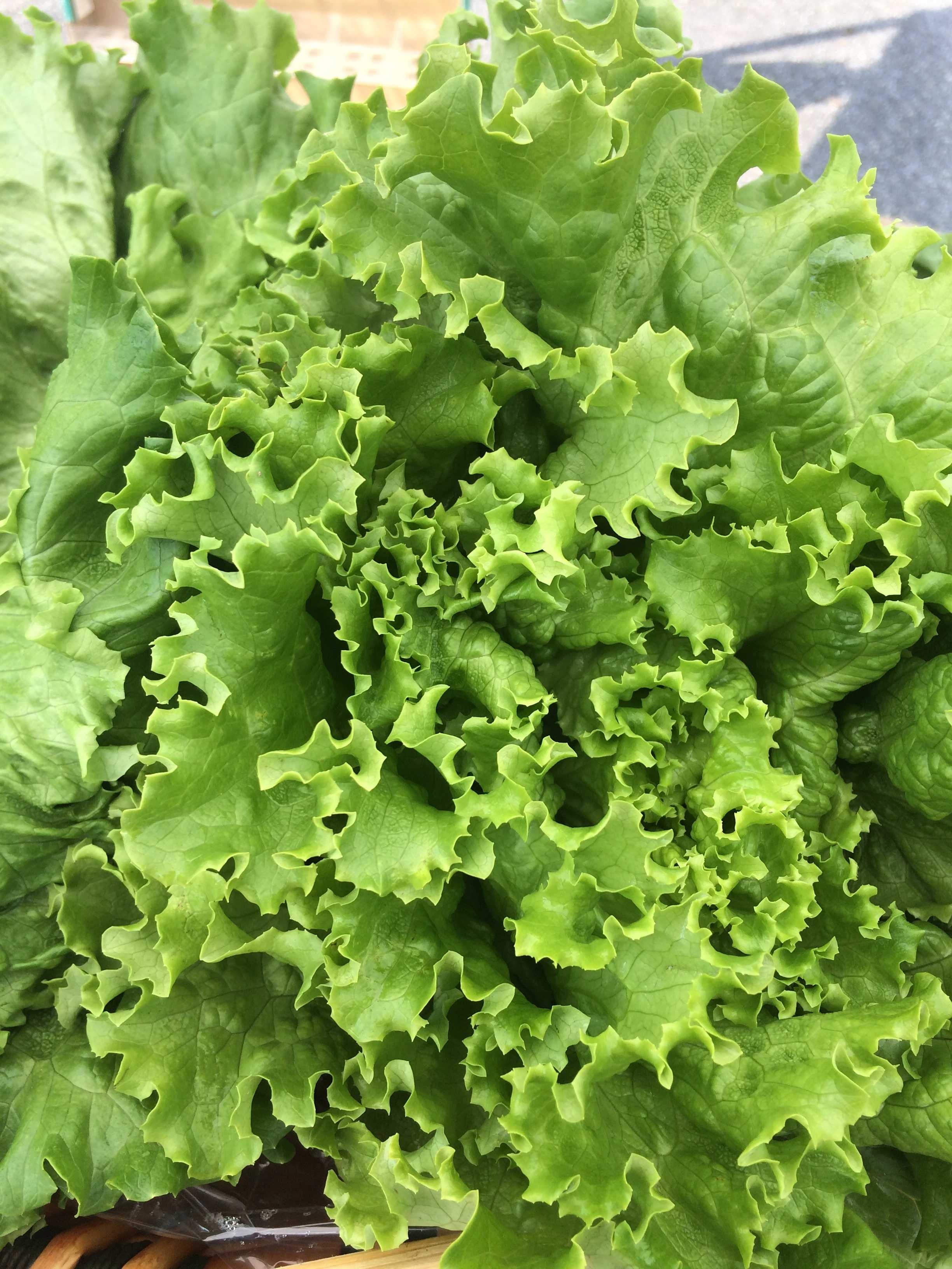 Lettuce Labeled Image Dataset | images.cv