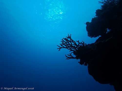 Coral reef Labeled Image Dataset | images.cv