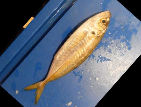 Fish Labeled Image Dataset | images.cv