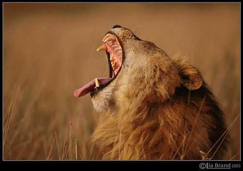 Lion Labeled Image Dataset | images.cv