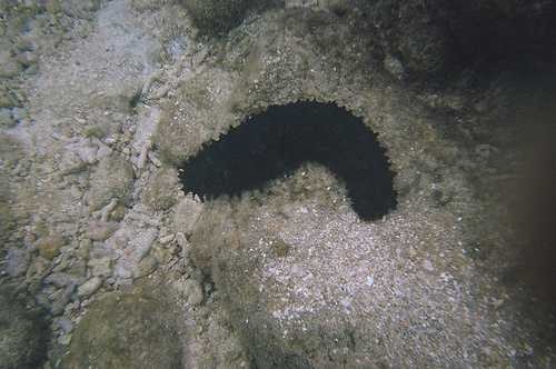 Sea cucumber Labeled Image Dataset | images.cv