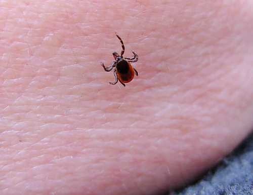 Tick Labeled Image Dataset | images.cv