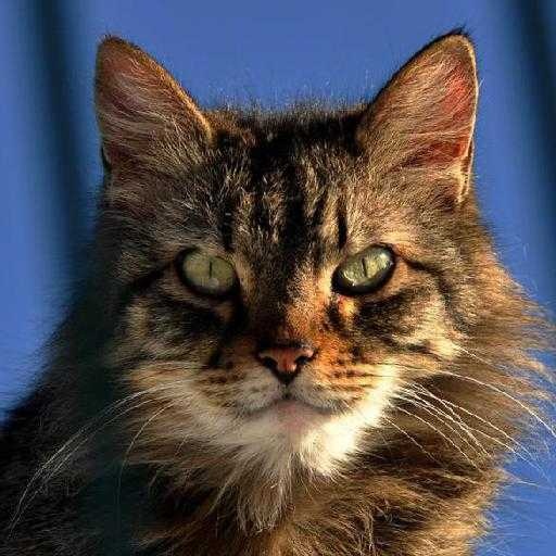 Cat Labeled Image Dataset | images.cv