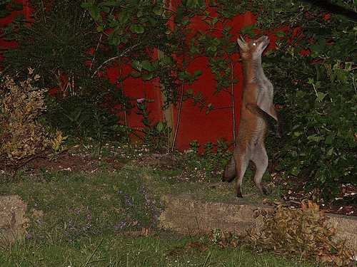 Red fox Labeled Image Dataset | images.cv