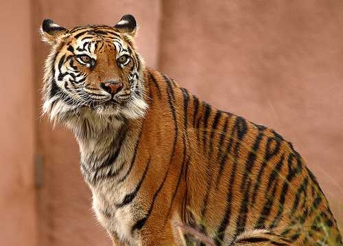 Tiger Labeled Image Dataset | images.cv