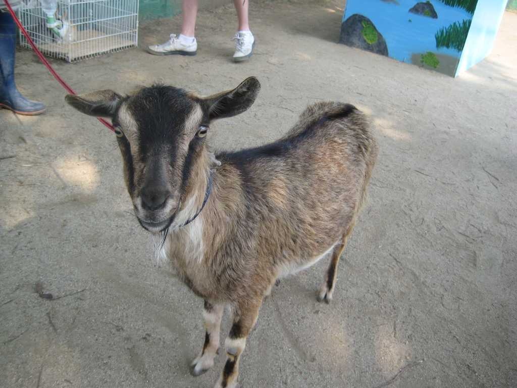 Goat Labeled Image Dataset | images.cv