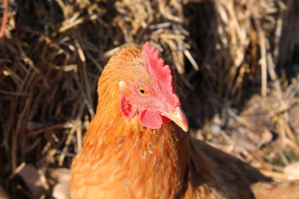 Chicken Labeled Image Dataset | images.cv