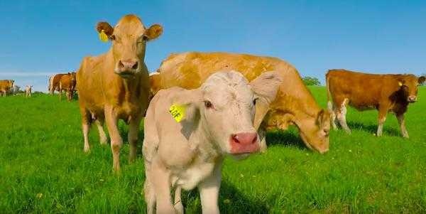 Cow Labeled Image Dataset | images.cv