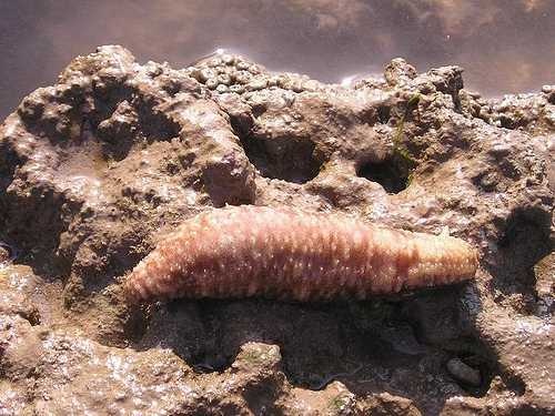 Sea cucumber Labeled Image Dataset | images.cv