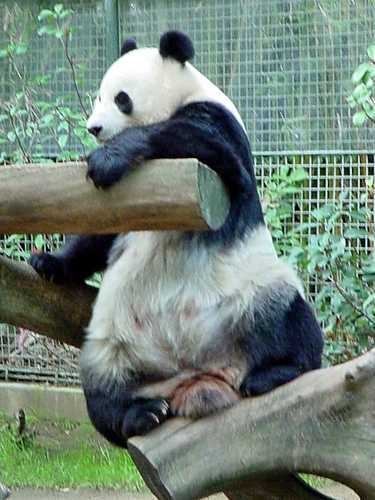 Giant panda labeled image dataset | images.cv