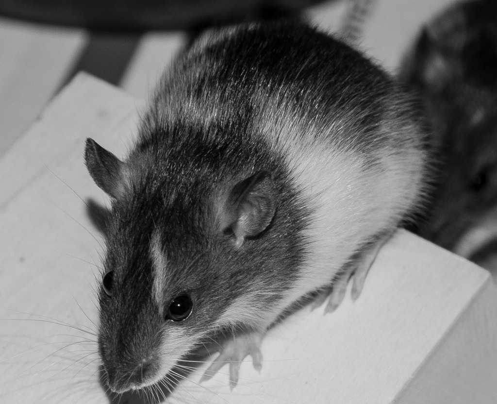 Mouse Labeled Image Dataset | images.cv