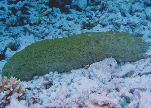 Sea cucumber Labeled Image Dataset | images.cv