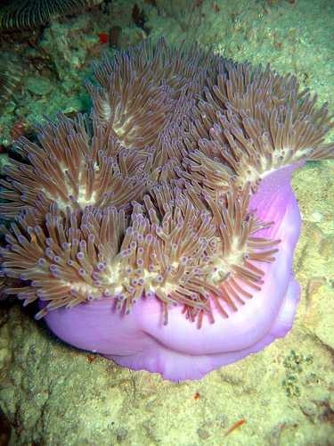 Download Sea anemone labeled image classifcation dataset labeled image ...