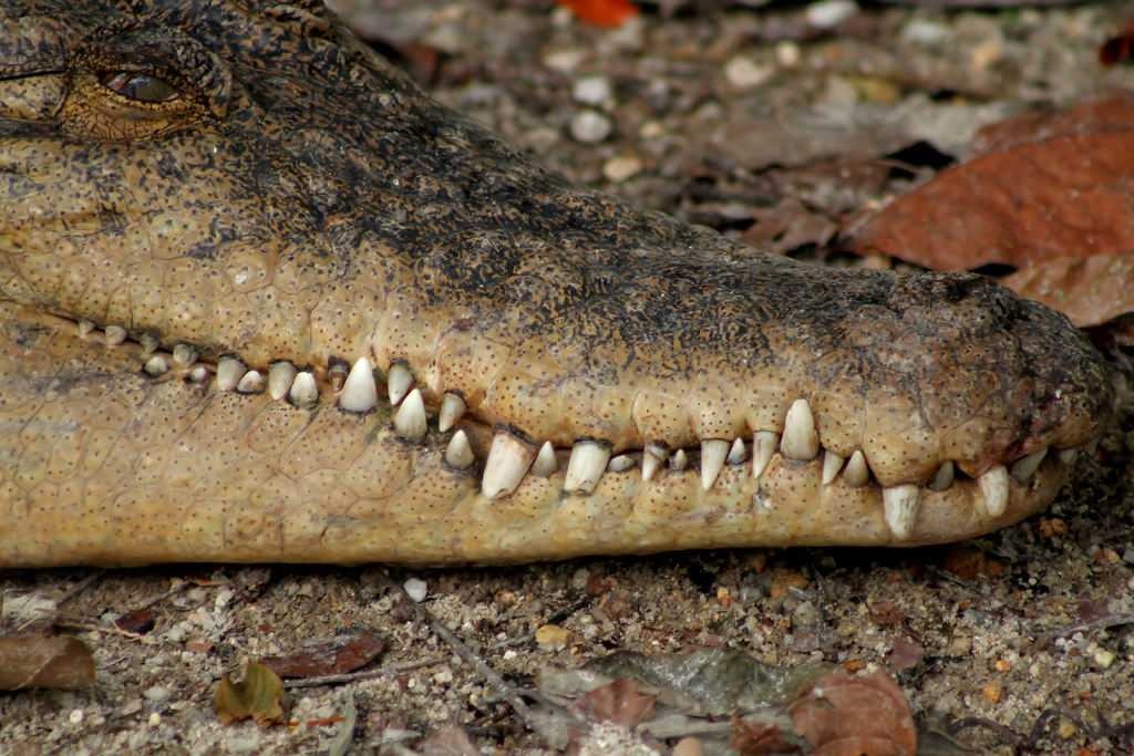 Crocodile Labeled Image Dataset | images.cv