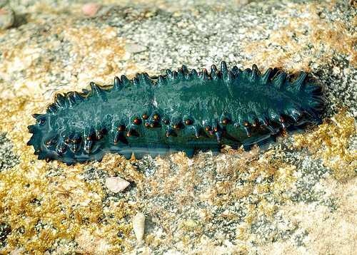 Sea cucumber Labeled Image Dataset | images.cv
