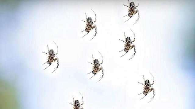 images.cv | Download Spider image classifcation dataset for your ...