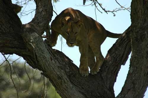 Lion Labeled Image Dataset | images.cv