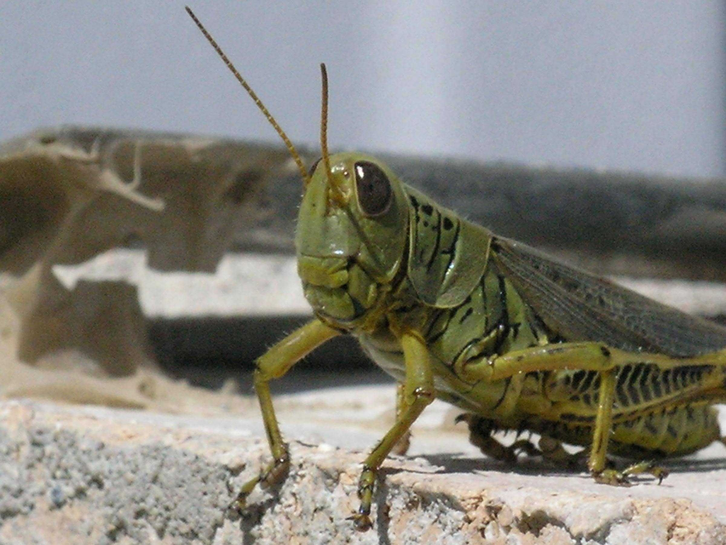 Grasshopper Labeled Image Dataset | images.cv
